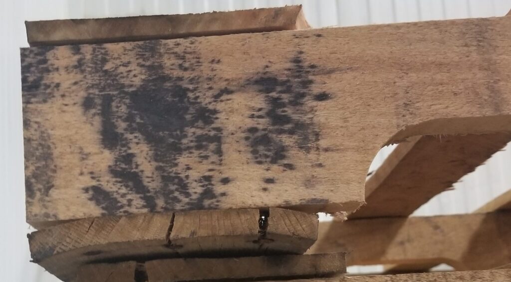 Is that mold on my wood pallet? - Premier Pallets, Inc.